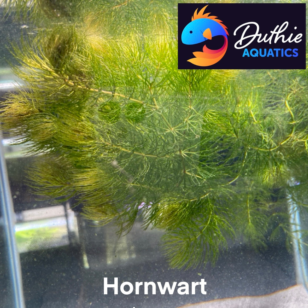 Hornwort (Foxtail) – Fast Growing Floating Plant for Beginners – Duthie ...