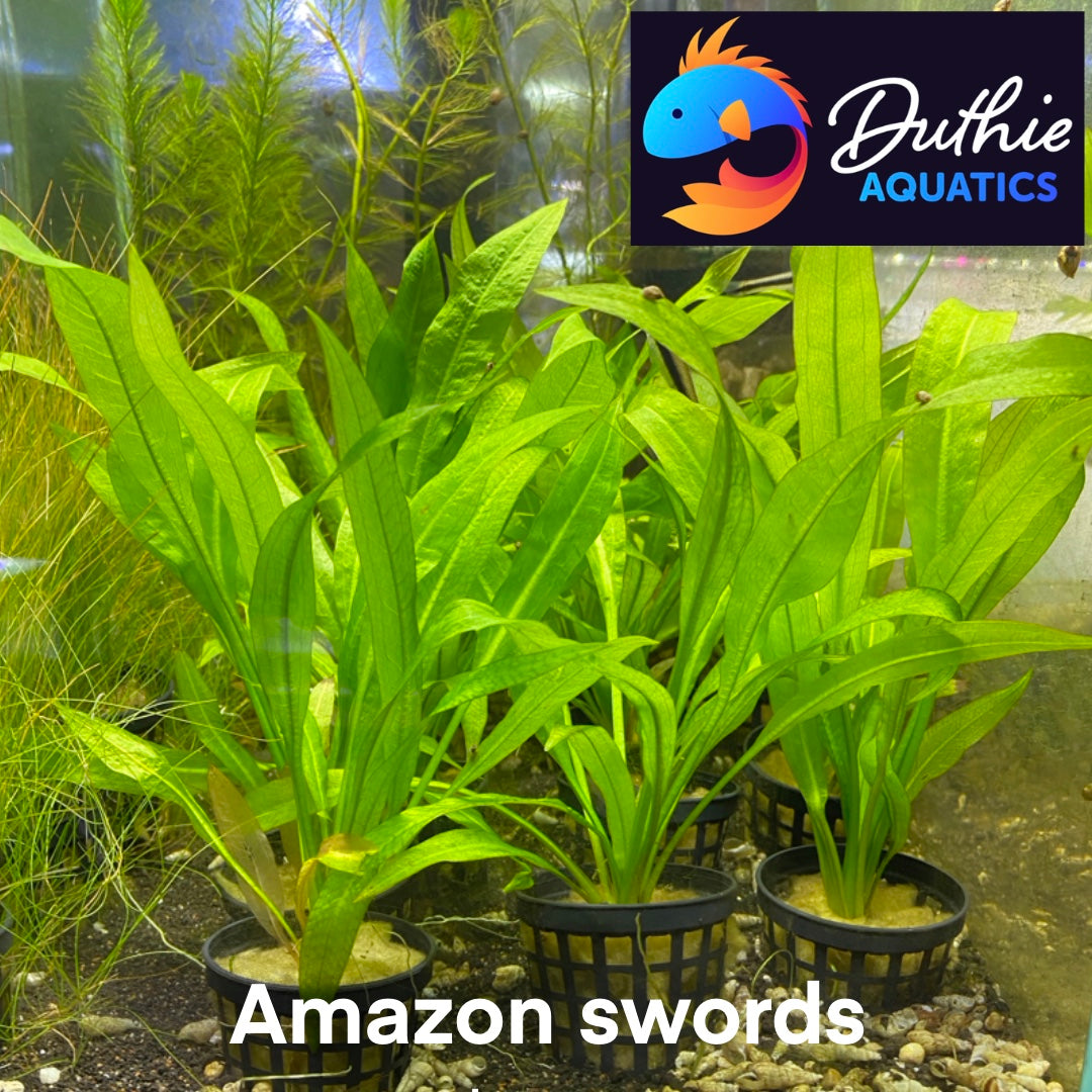 Echinodorus amazonicus (Amazon sword) – Duthie Aquatics