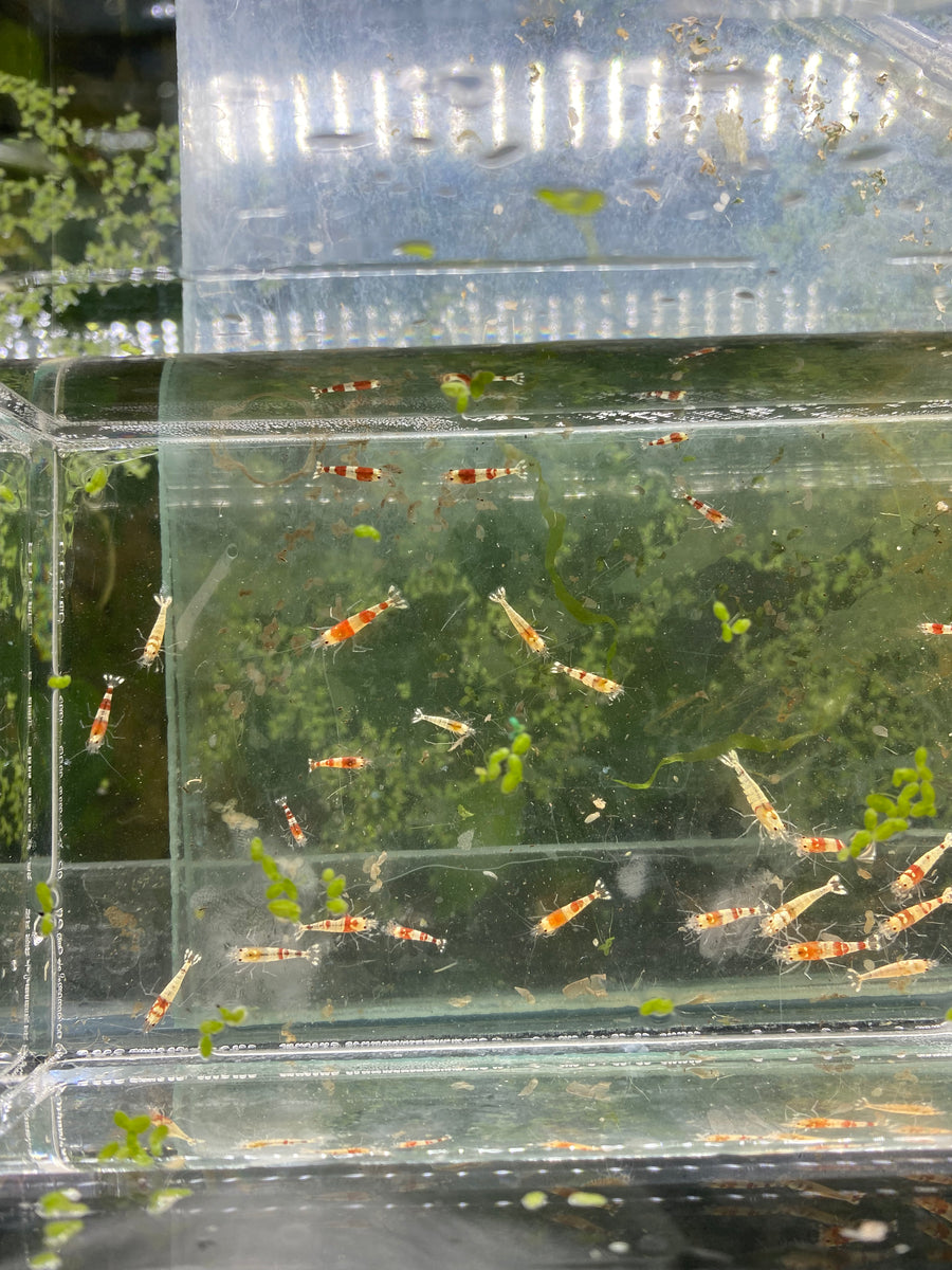 Low Grade Mixed CRS Caradina Shrimp – Duthie Aquatics
