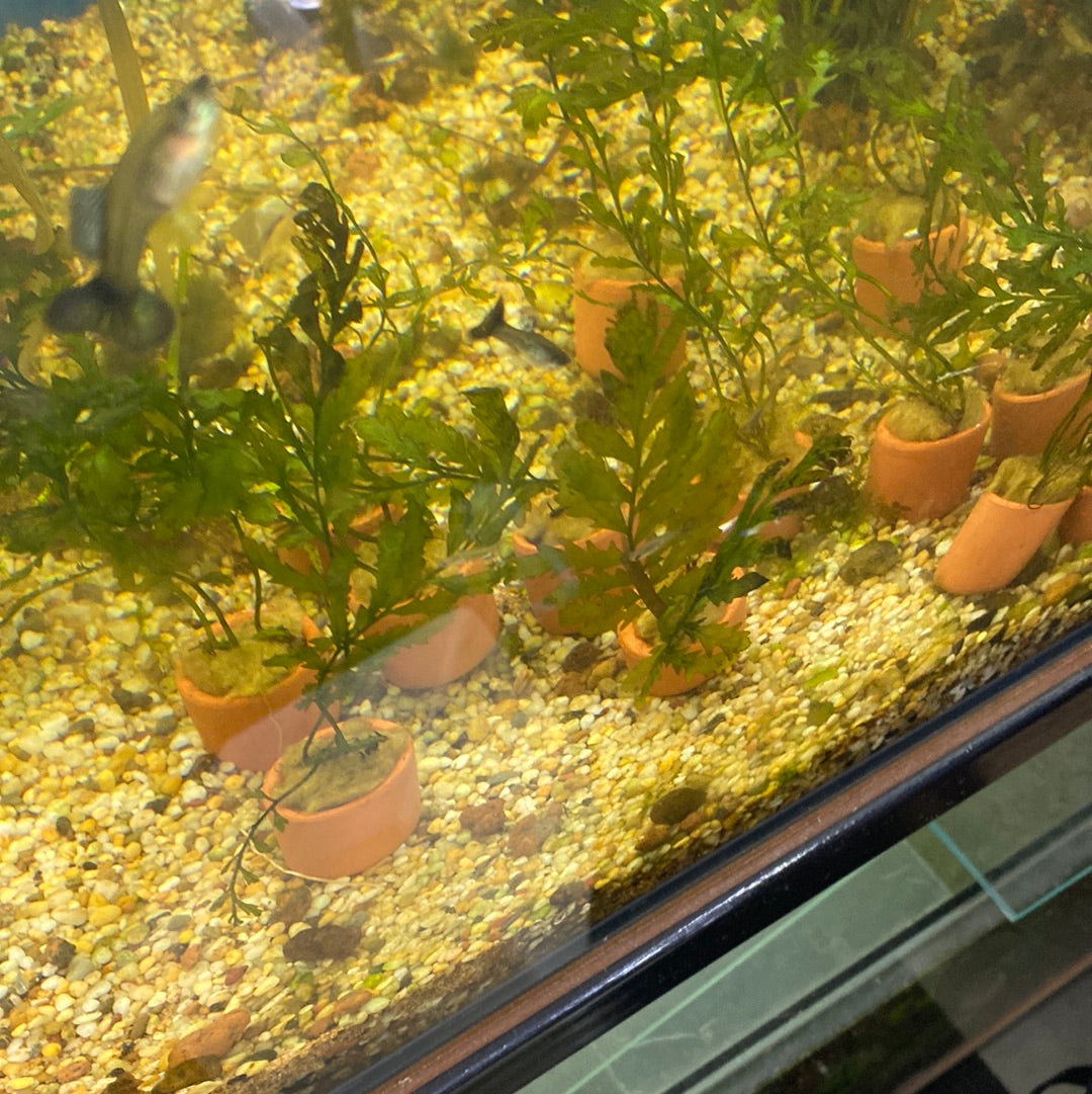 Bolbitis heudelotii (African Water Fern) – Low Tech Rhizome Plant in 3 ...