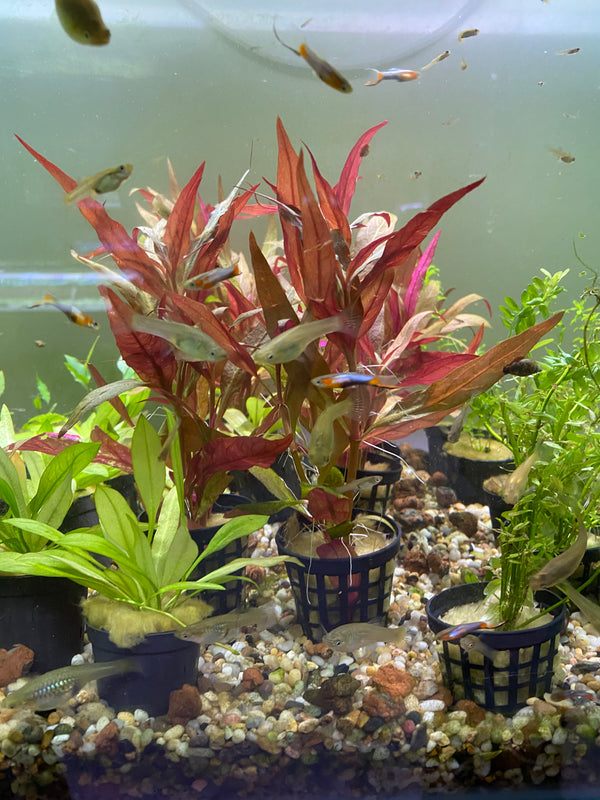 Telanthera – Duthie Aquatics