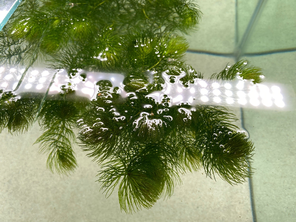 Hornwort (Foxtail) – Fast Growing Floating Plant for Beginners – Duthie ...