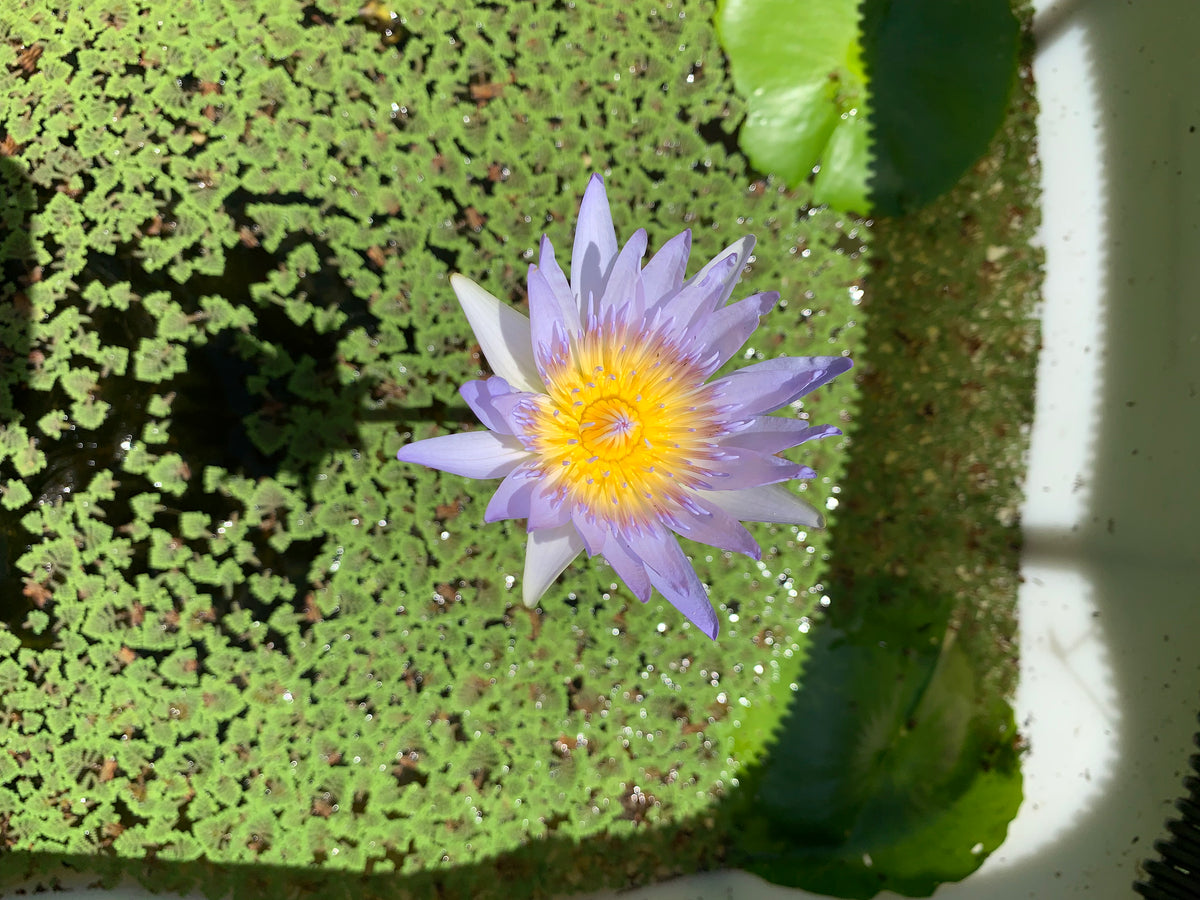 Nymphaea Spp (blue flowered water Lily) – Duthie Aquatics