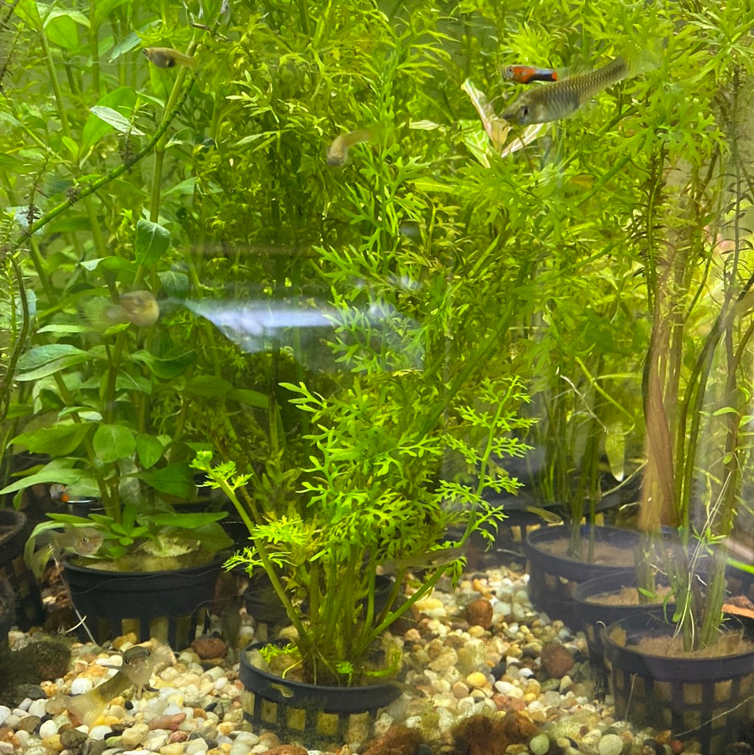 Lace Fern (Water Sprite)- 5cm Pot – Duthie Aquatics